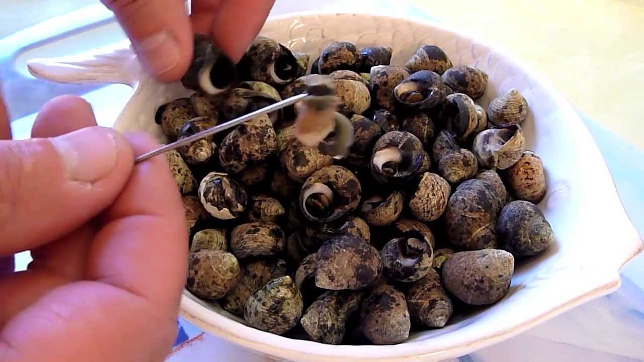 bigorneau : Puis-je en manger enceinte ? - Alimentation Grossesse