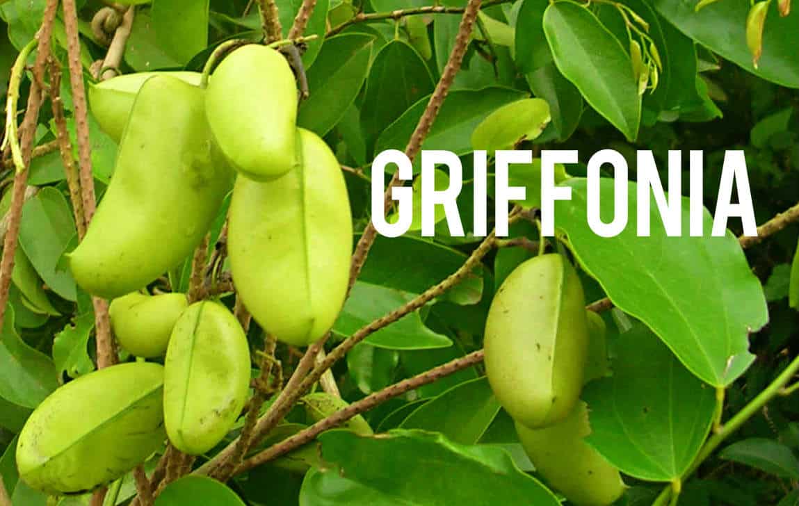 griffonia : Can I eat it while pregnant? - Pregnancy Nutrition